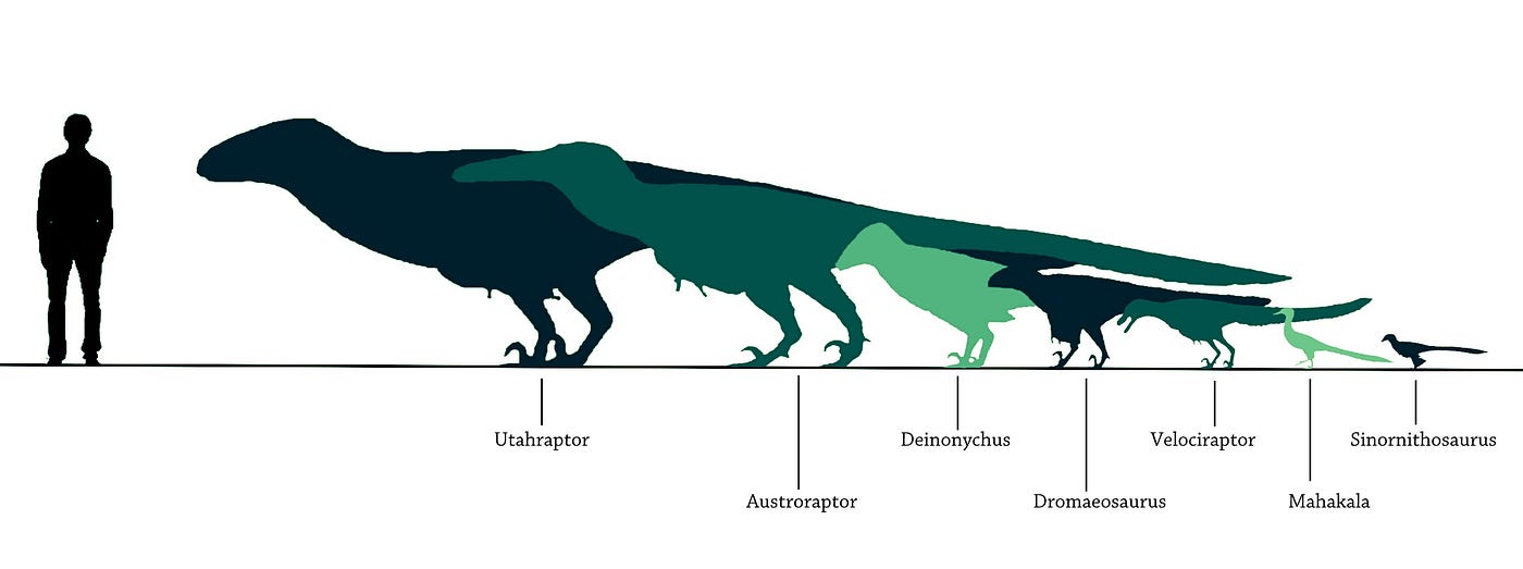Dromaeosauridae: Meet the “Raptors” of the Mesozoic | by Panos ...