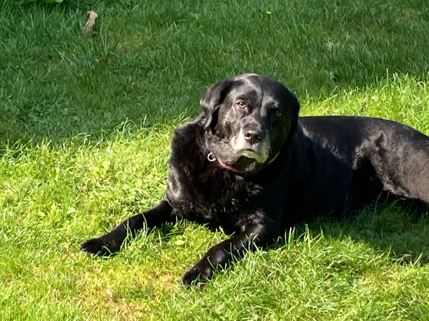 Aperitif: Grass | by Penny Grubb | Medium | Dog Tales