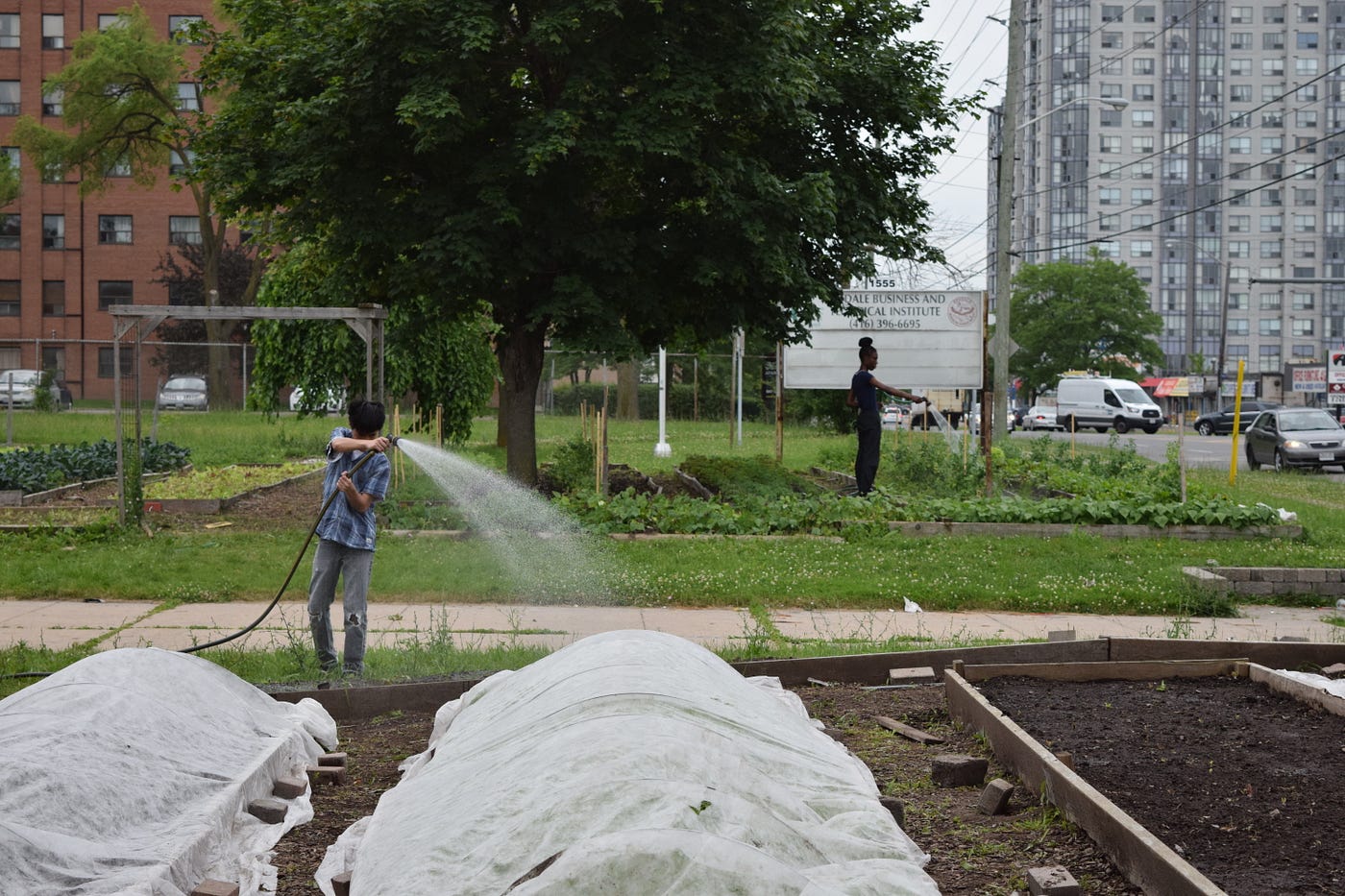 A day with School Grown @ Bendale BTI | by FoodShare | Medium