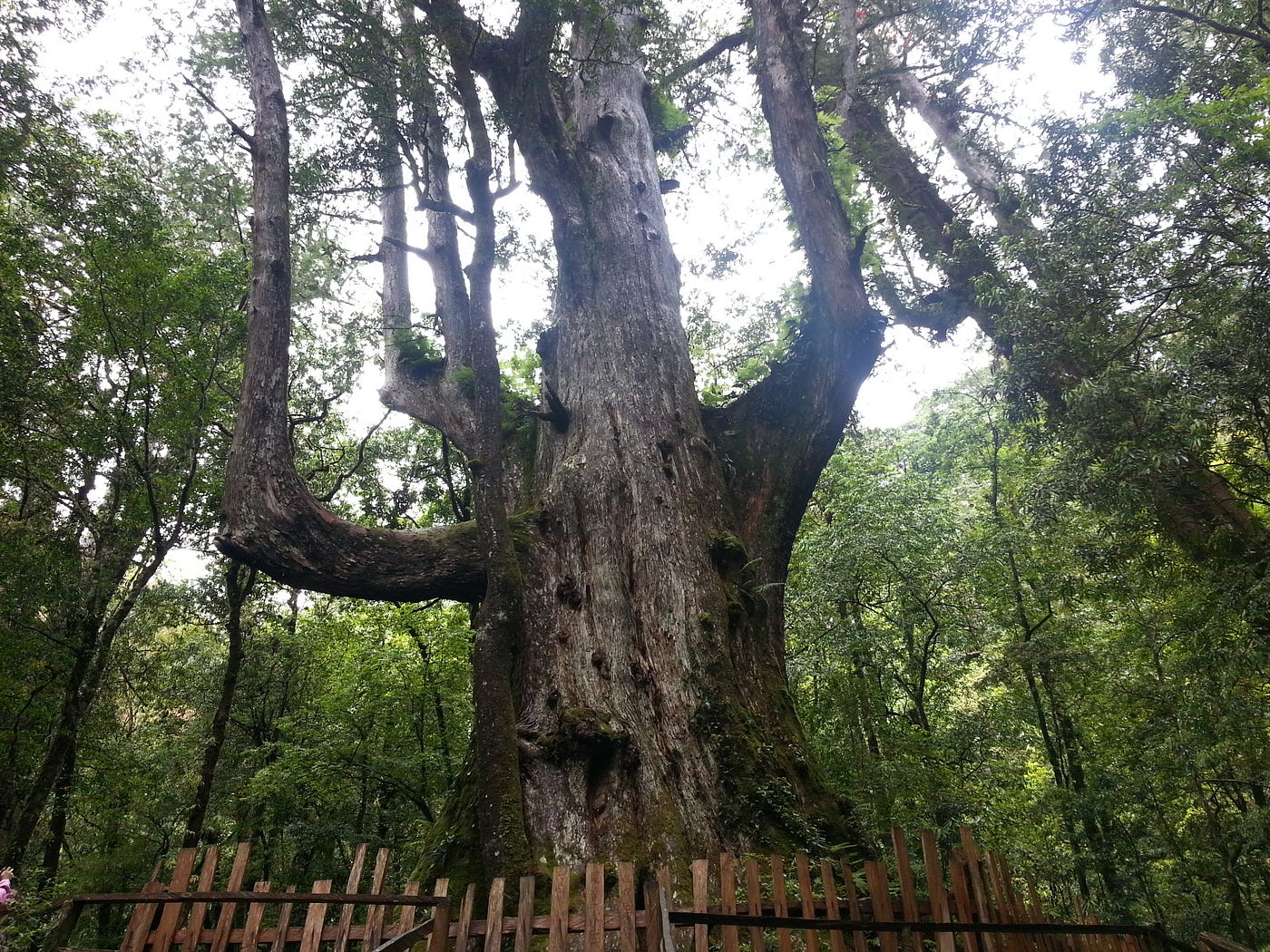 Smangus the Heavenly Tribe, and Majestic Sacred Trees at Cinsbu, Taiwan ...