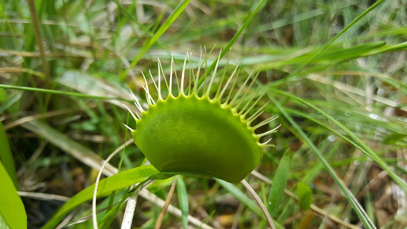 Biodiversity Day: Venus Flytrap Preservation | by NC Department of ...