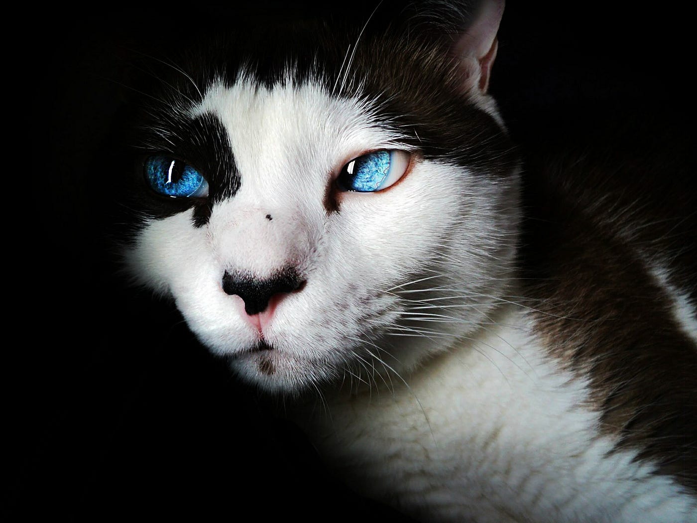 Ella The Cat. Rest in peace, sweet one | by John O'Neill | Grab a Slice ...
