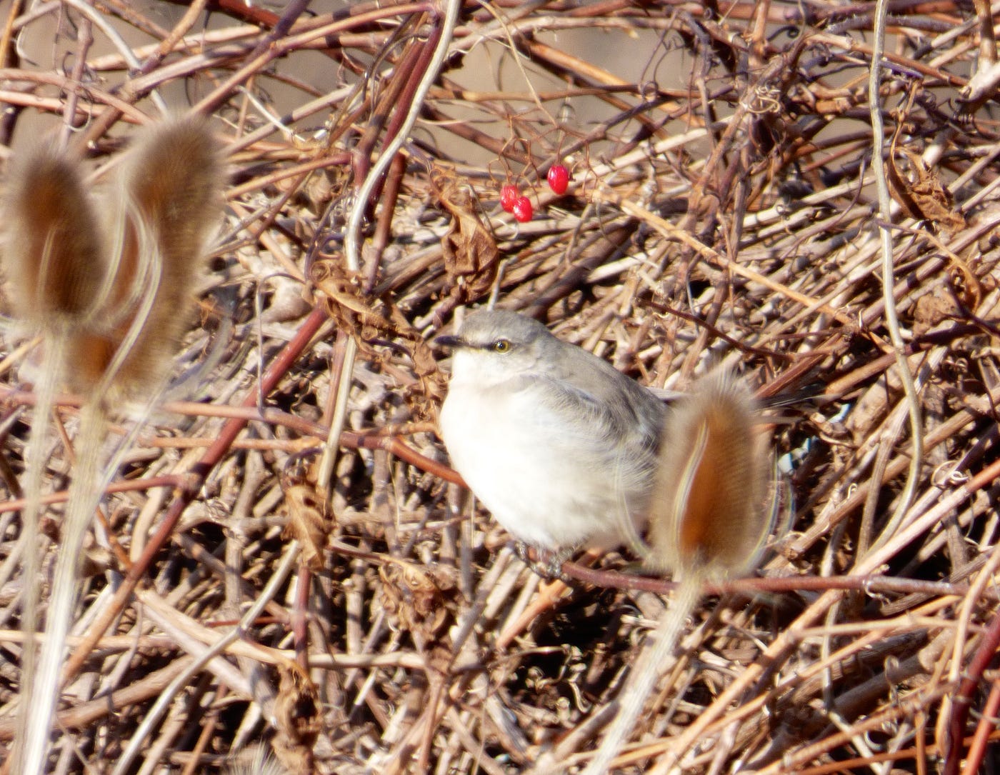 Natural Hamilton in Pictures: Birds | by Rob Porter | Natural Hamilton ...