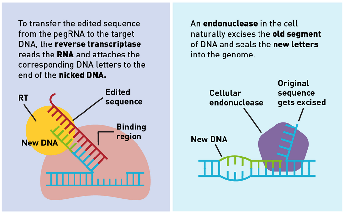 CRISPR, Prime Editing, and the Future of Your DNA | by Jonah Bard | Medium
