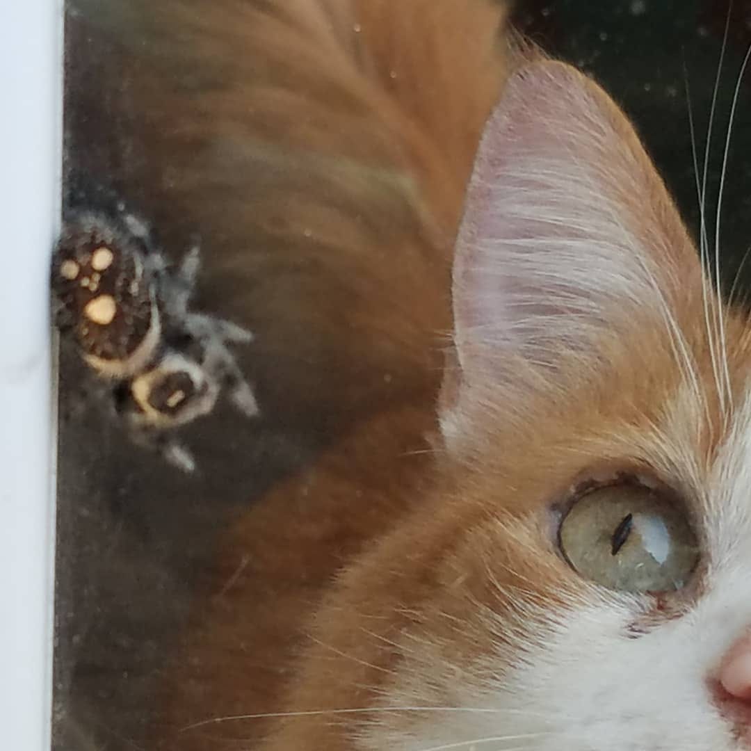 Arachnews: March 23, 2020. Your weekly roundup of arachnid art… | by ...