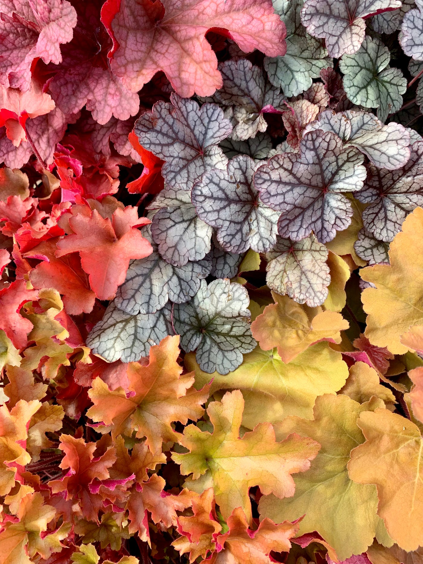 All the Colours of the Heuchera. Sharing my love of the heuchera ...
