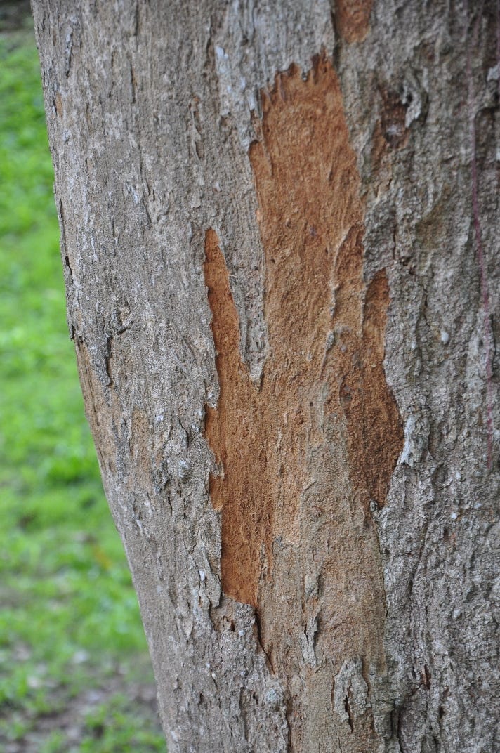 Brazilwood. Plant 322 in the 400 week countdown | by Plants400 ...