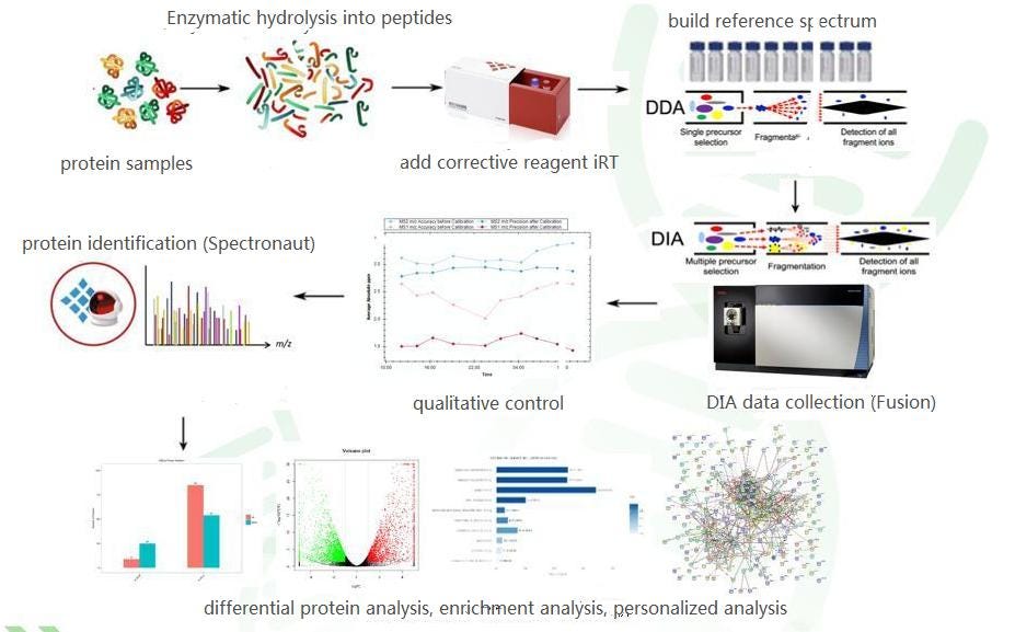 Overview on Protein DIA Quantitative Technology | by MtoZ Biolabs | Medium