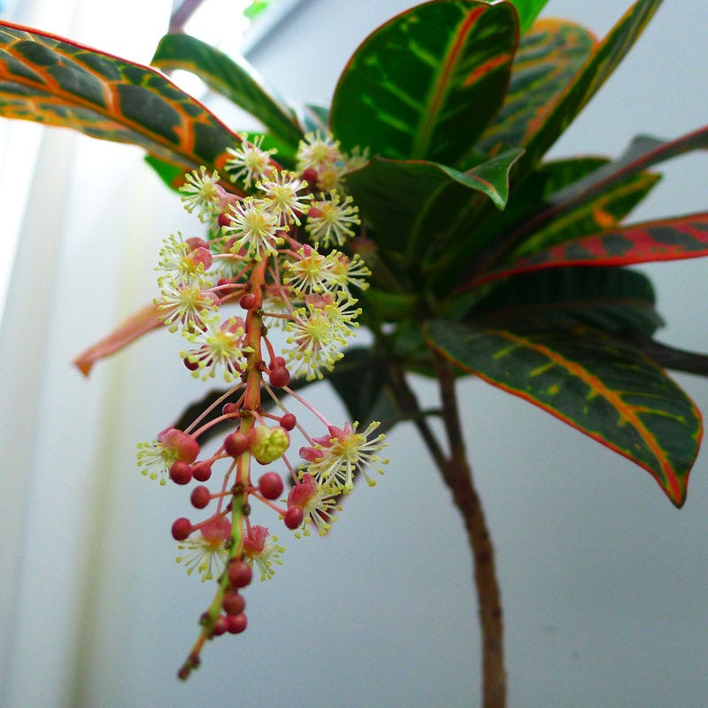 What Is Up With my Croton?. And What Do Croton Flowers Look Like? | by ...