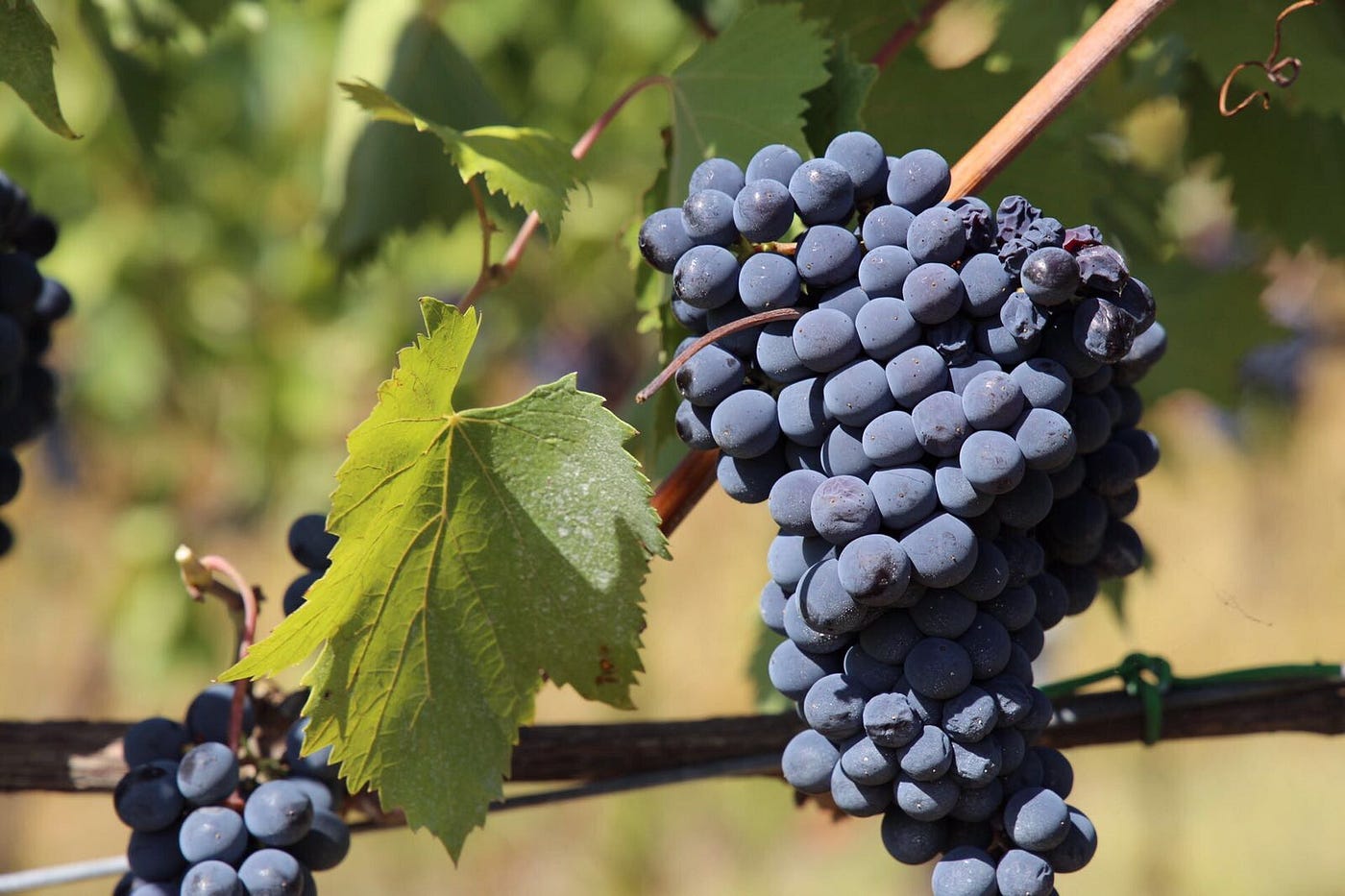Italian Wine Trip. Harvest in Emilia Romagna | by Savage Vines | Medium