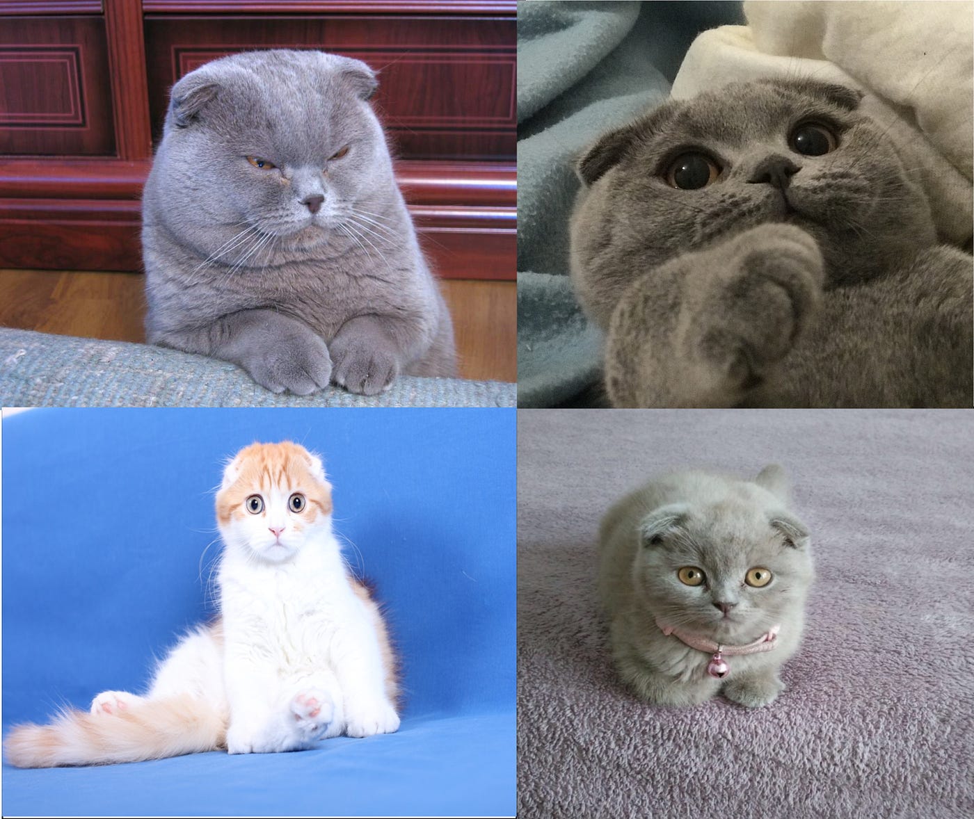 Some of the Most Exotic Cat Breeds | by Jose Luis Ontanon Nunez ...