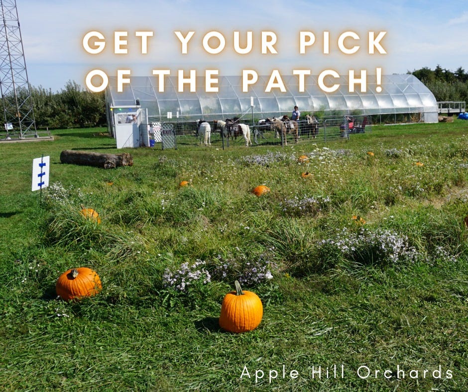 Pumpkin Patches, Apple Picking, Corn Mazes. . . OH MYLE!!! | by MYLE ...