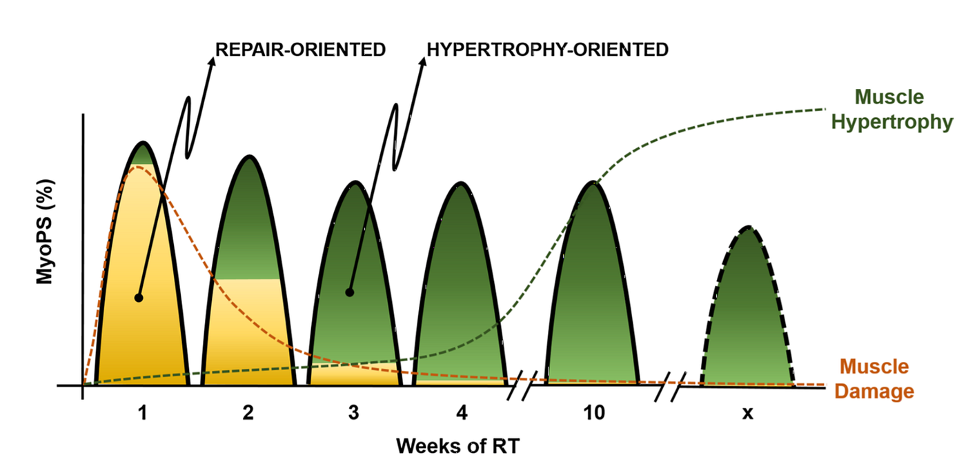 The Biology of Muscle Working-5. The Theory of Hypertrophy: Could It Be ...