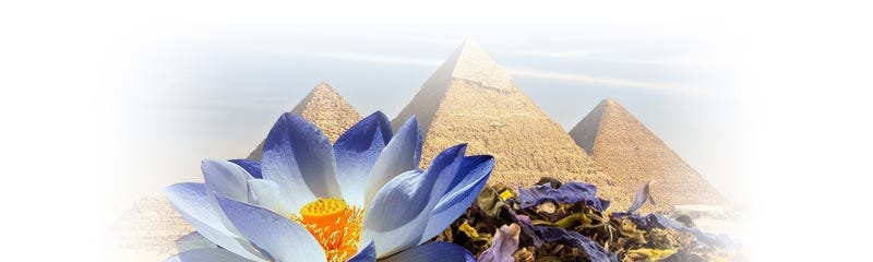 The Top 10 Naturally Occurring Psychedelics | by Zamnesia | Medium