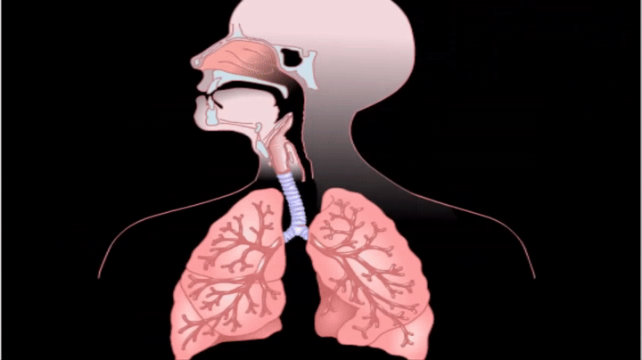 El Sistema Respiratorio. Karla Soledad Rojas Martínez | by Sol Rojas ...