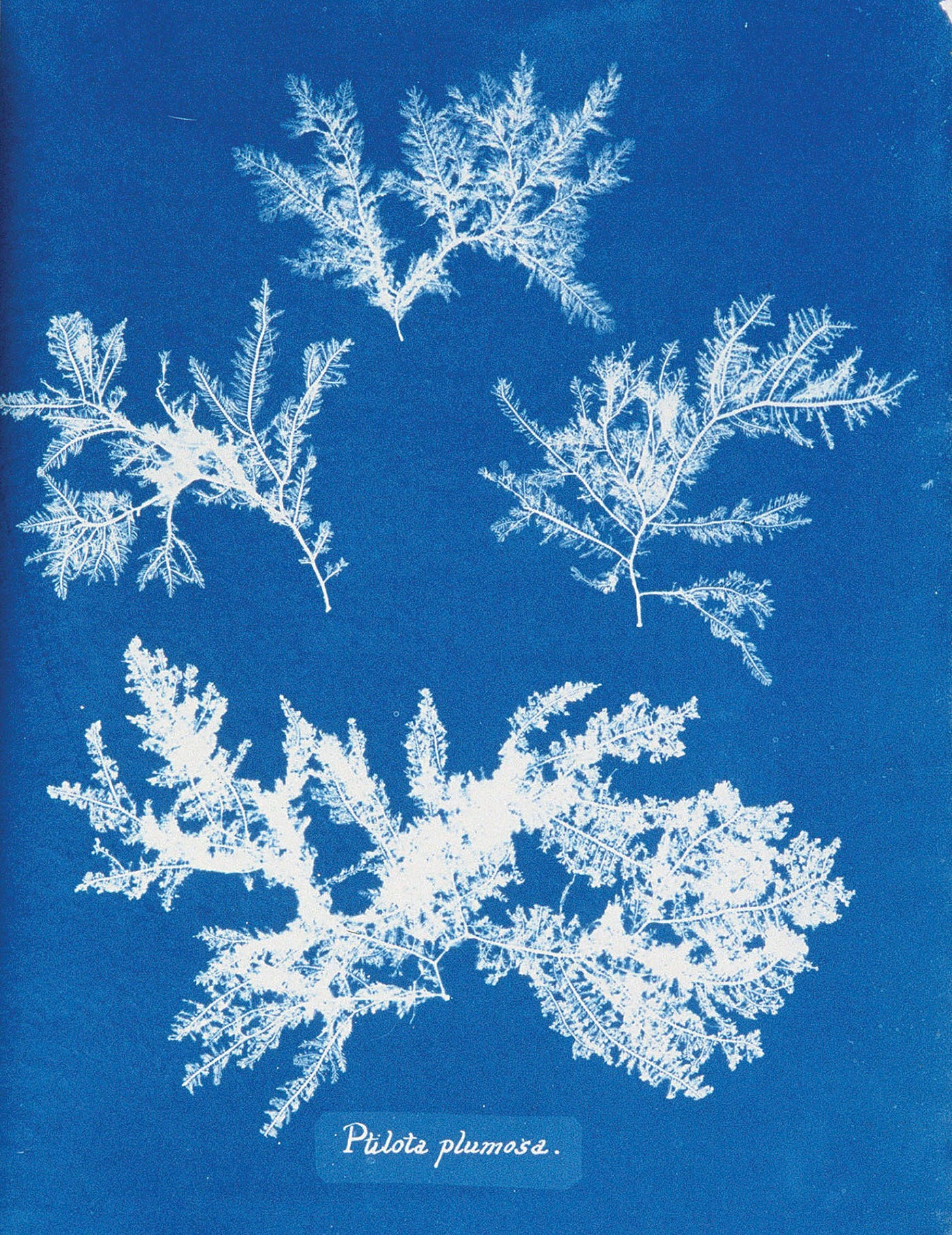 Anna Atkins’s Ghost and the Conception of the Combination Cyanotype ...