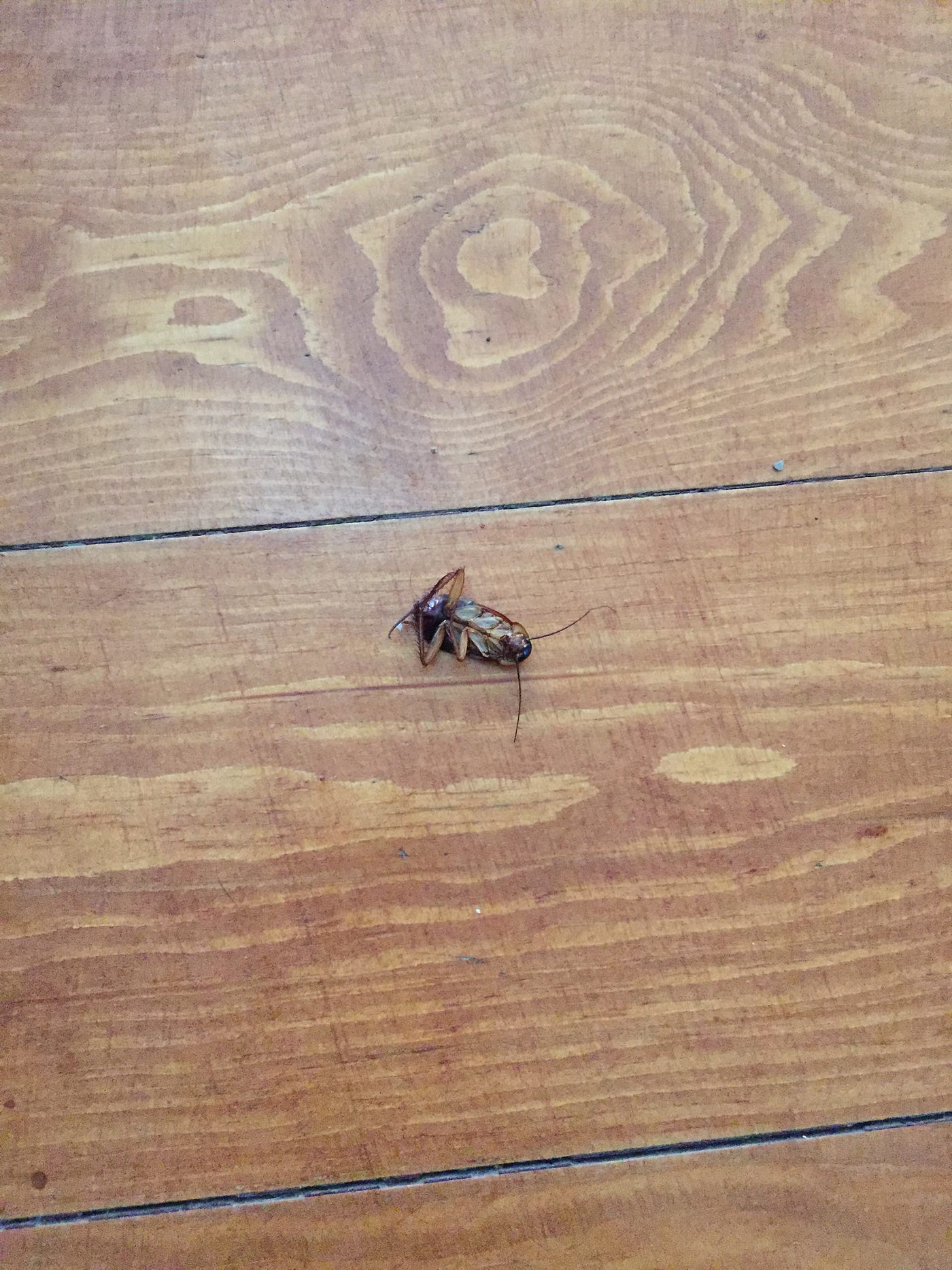 The Ugly Apartment became The Cockroach Apartment | by Terra Milo | Medium