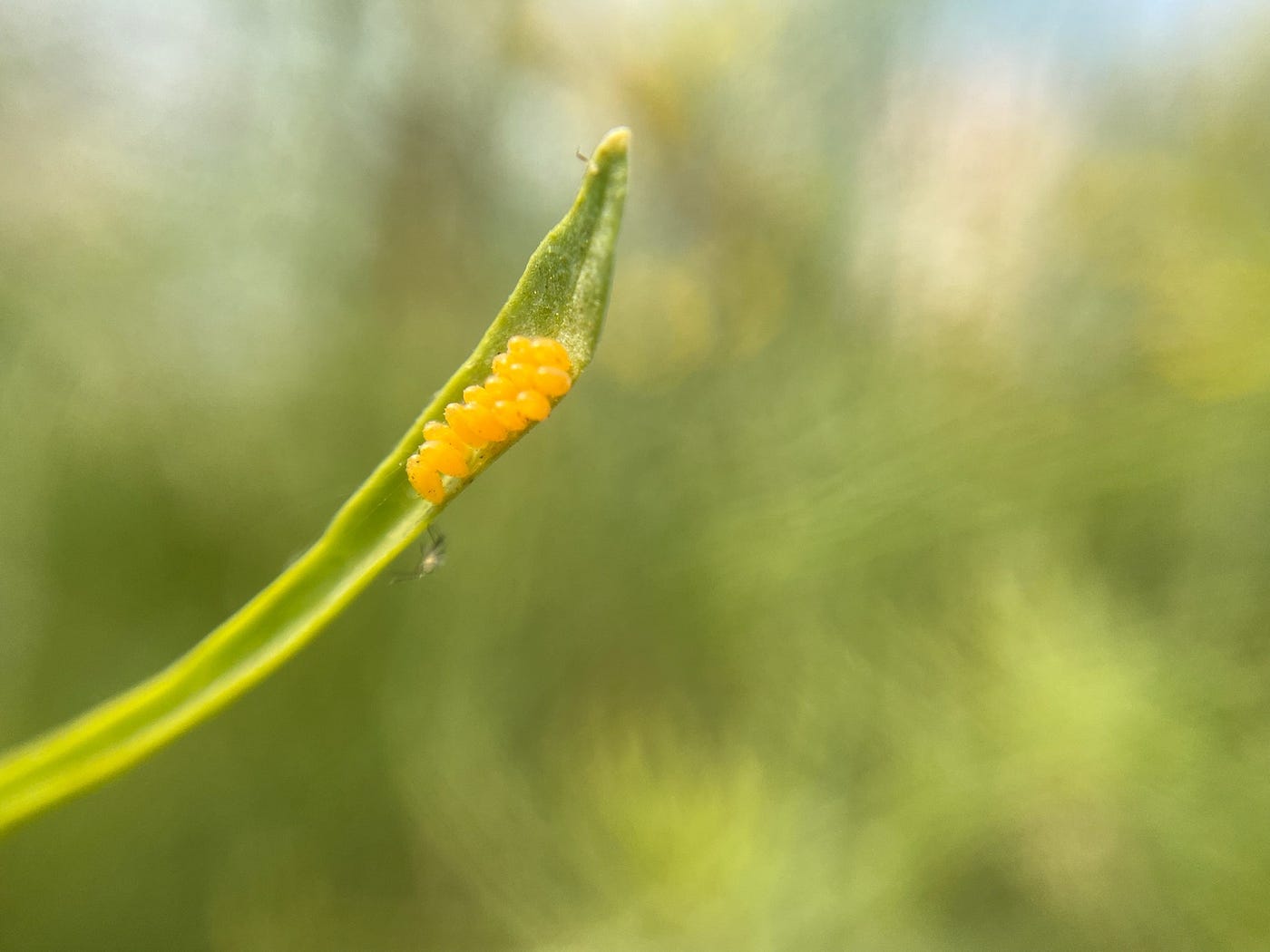An Up-Close Look at Ladybugs. These sweet-looking predators can help ...