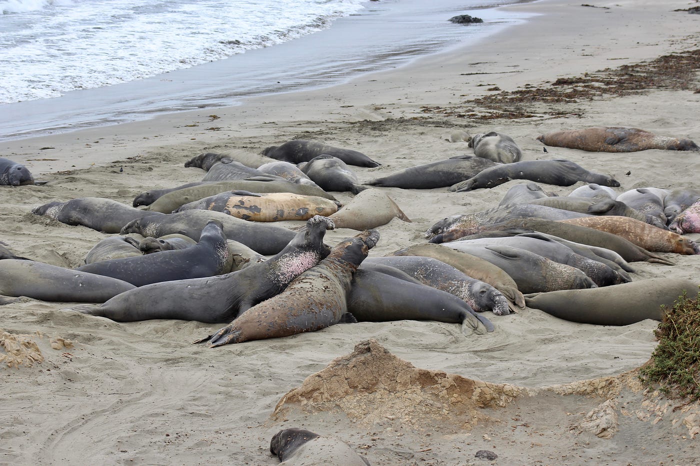 Northern Elephant Seals in California’s Central Coast | by Geographer ...