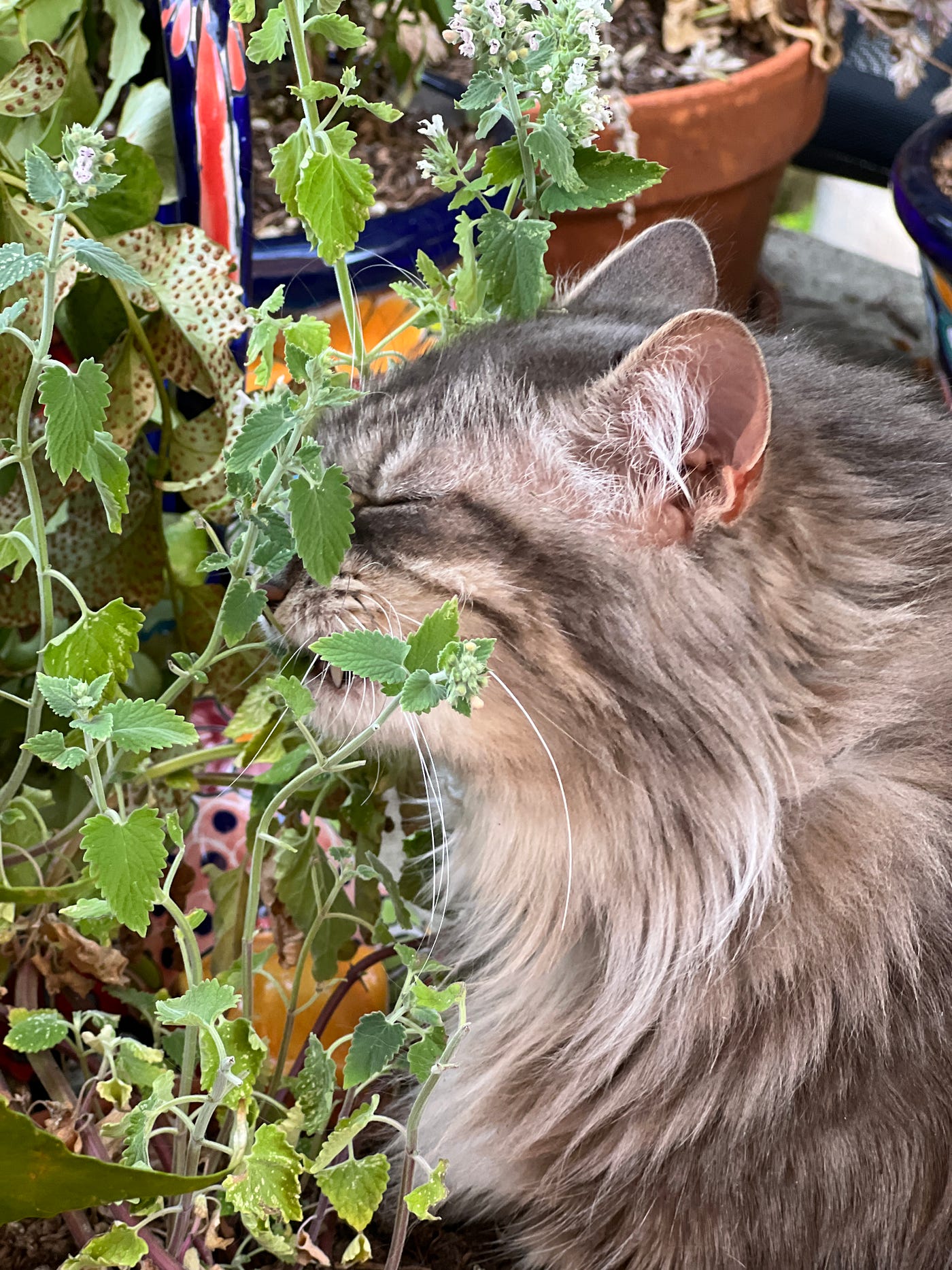Miss Uma Zooma Angelwings Loves Her Catnip | by Erika Burkhalter ...