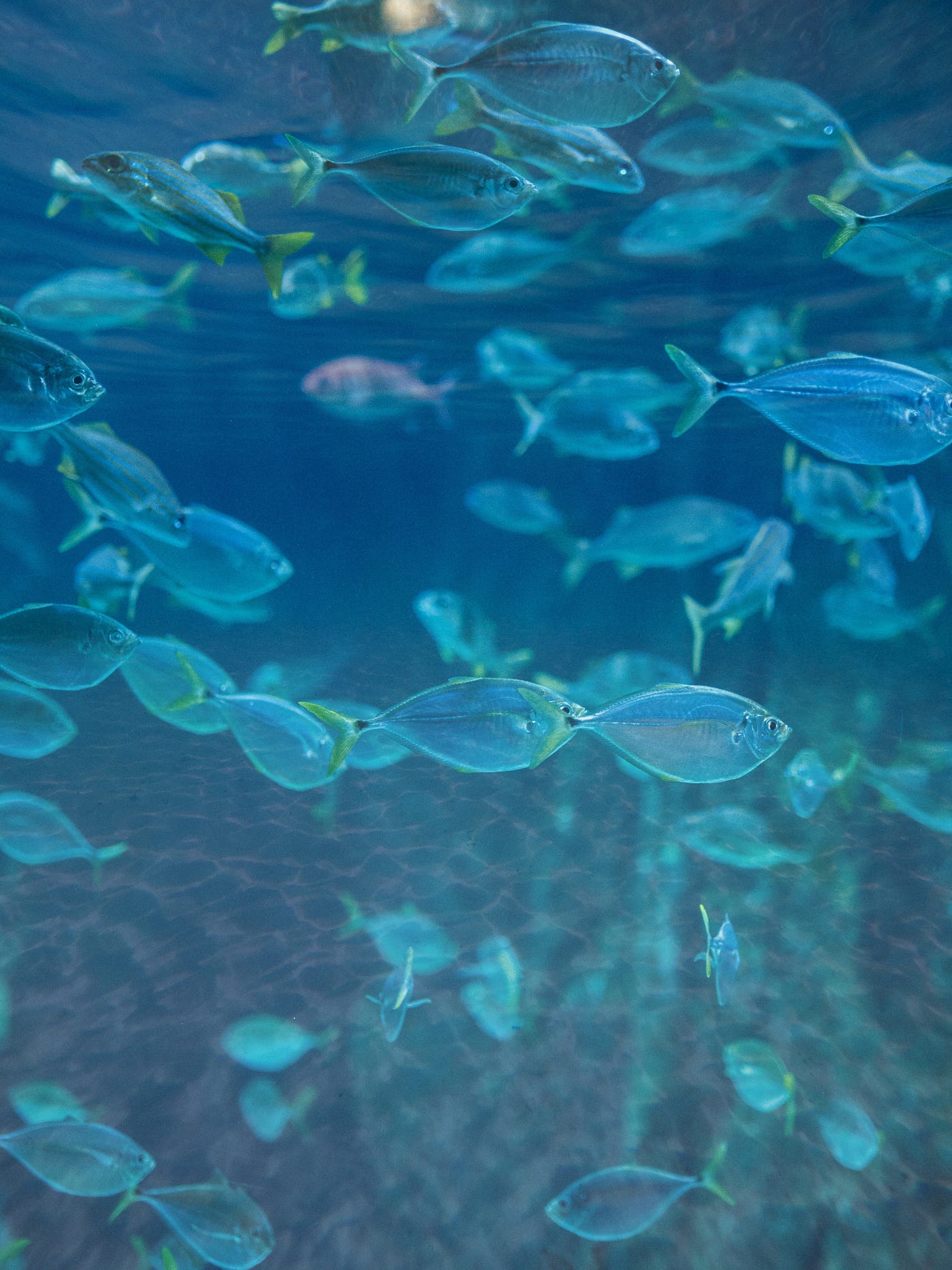 Blending images using OpenCV. Have you ever wondered how blended… | by ...