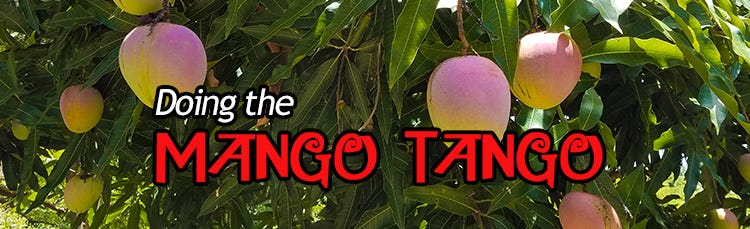 Doing the Mango Tango. Mango Farming 101 | by Anel Ryan | Barefoot ...