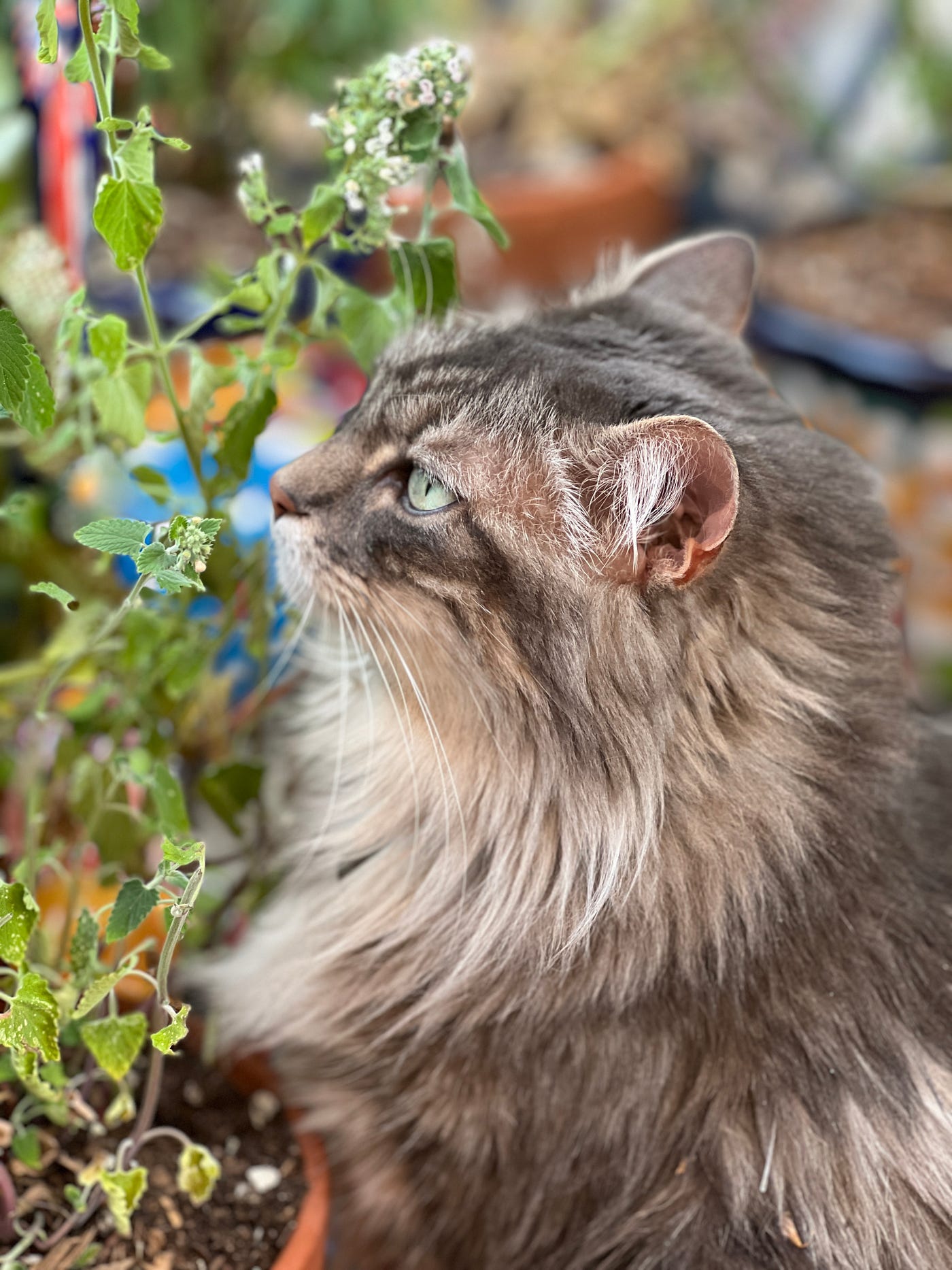 Miss Uma Zooma Angelwings Loves Her Catnip | by Erika Burkhalter ...