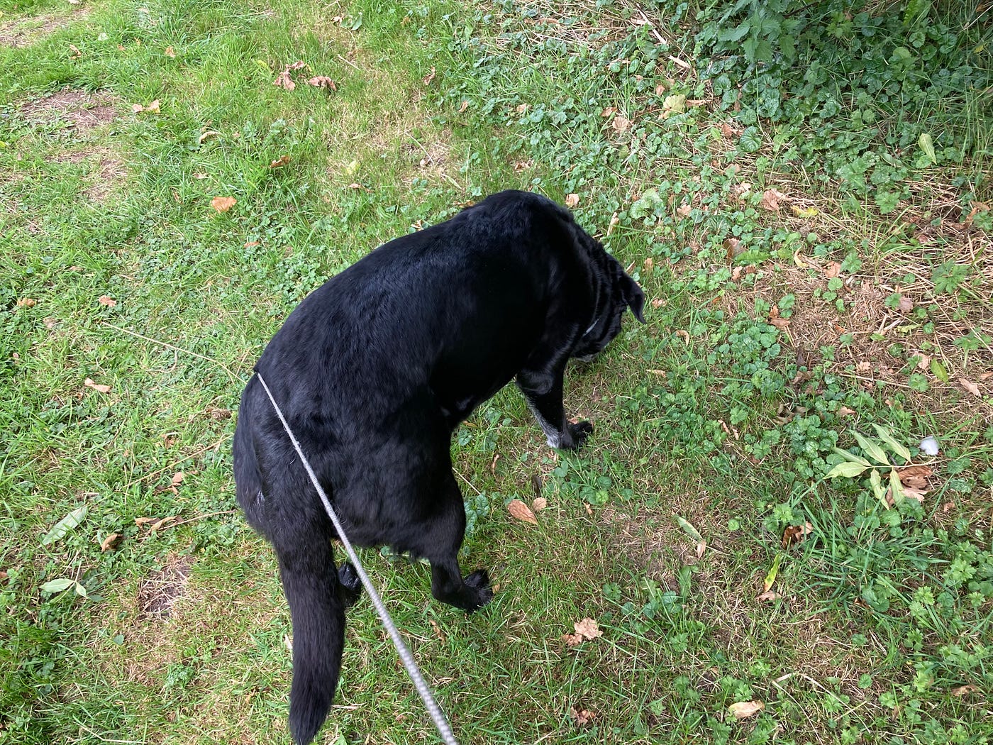 Aperitif: Grass | by Penny Grubb | Medium | Dog Tales