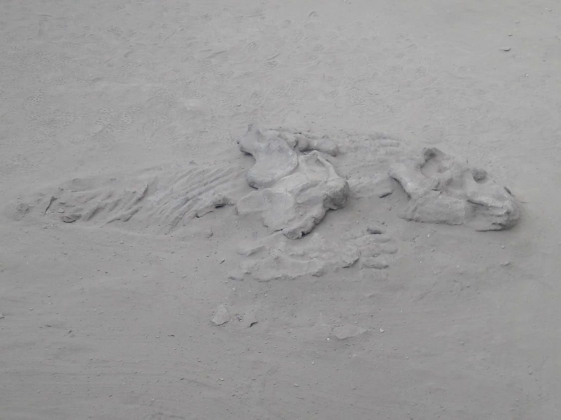 Argentina is dino-mite. Last weekend we discovered a whole new… | by ...