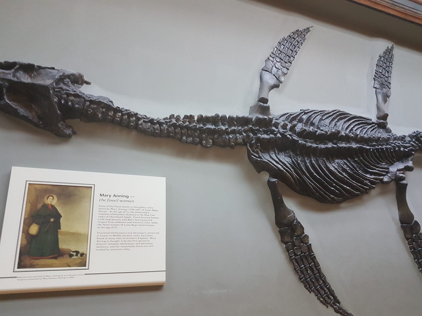 Fantastic Women Series — Mary Anning the original fossil hunter | by ...