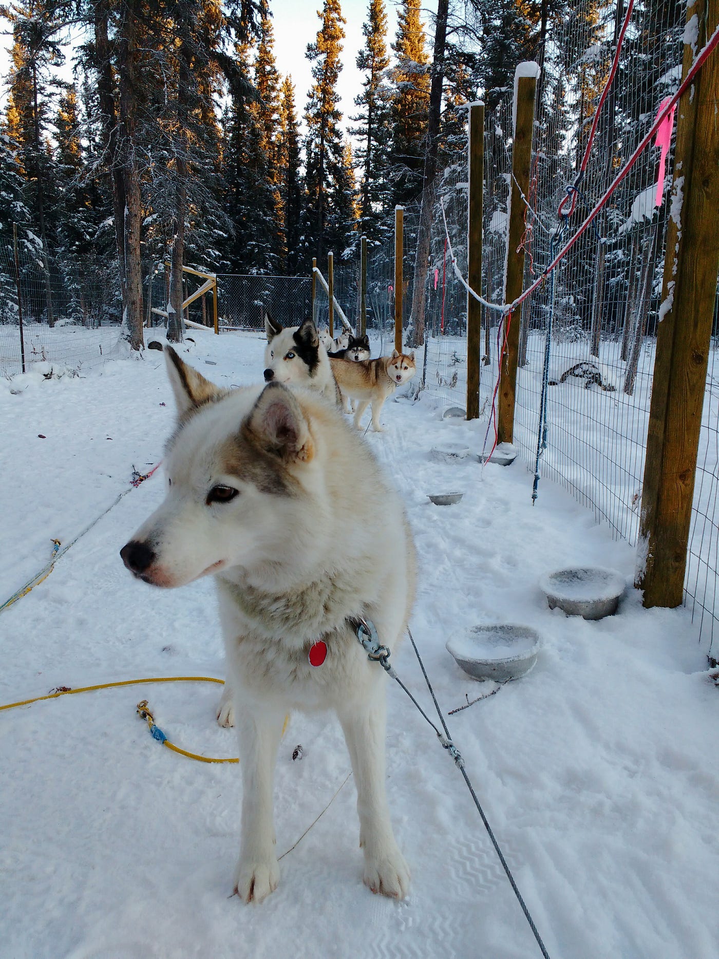 Dog mushing in Yukon Territory, Canada | by Daniel Miller | Medium