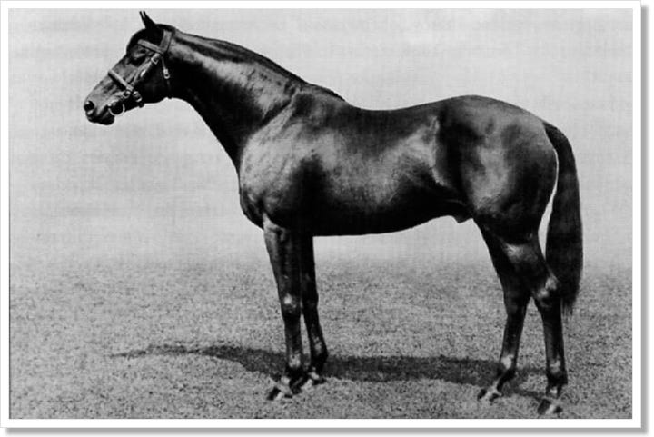 大師巔峰之作@Nearco. 全世界估計超過四份之三的賽馬，在父線血統中均可直接追溯到… | by Marty S. | Medium