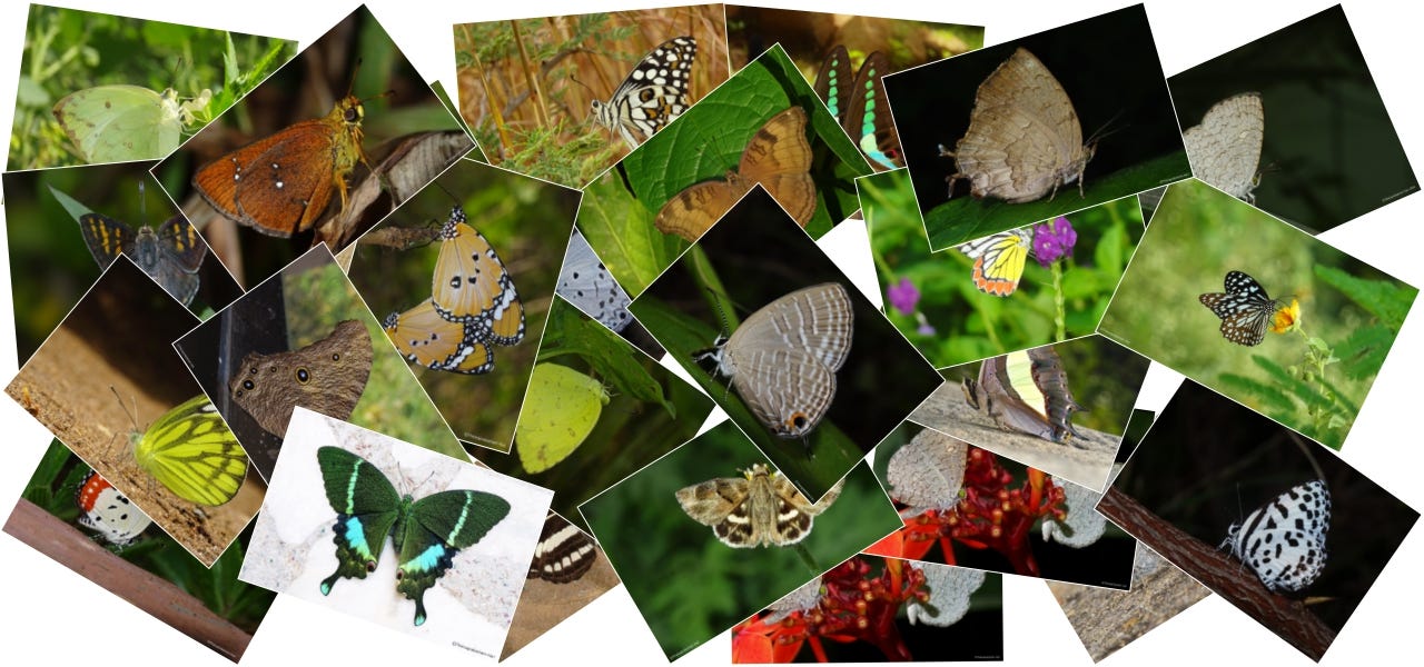 Classifying and organizing butterfly images in the desktop using FastAI ...