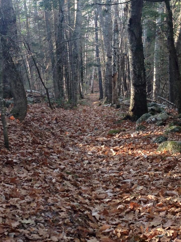 Hiking. Whitten Hill in Bowdoin, Maine has… | by Shelby Elonis | Medium