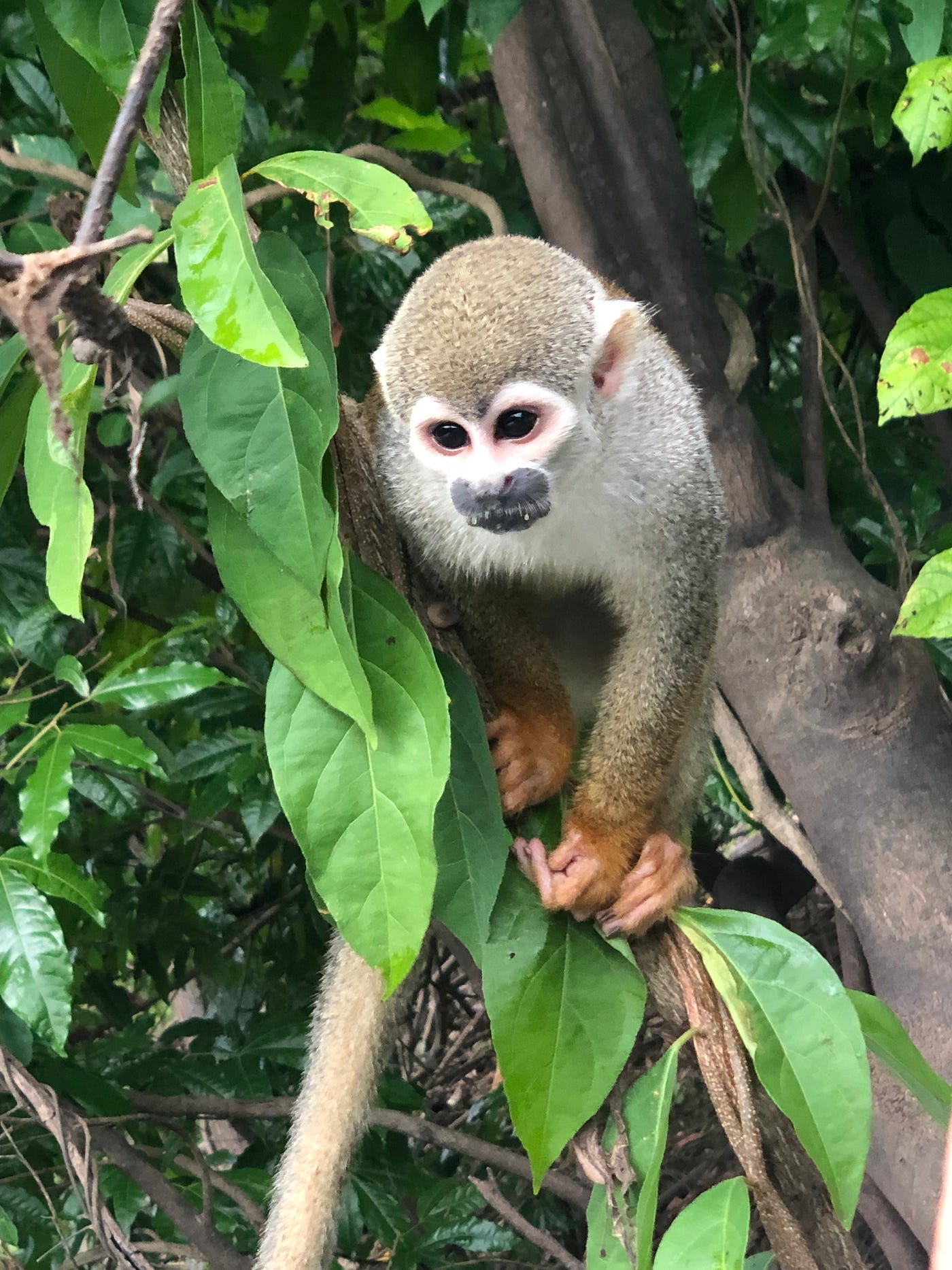 The Best Way To Save The Amazon Rainforest is To Visit it Yourself | by ...