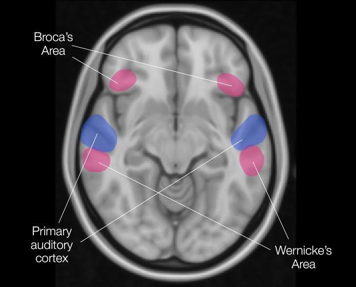 An Incomplete Map of the Brain - Joy Wang - Medium