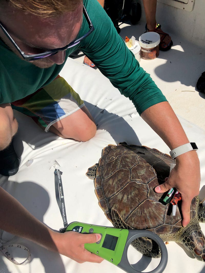 Helping Sea Turtles by Connecting Researchers | by Biomark | Medium