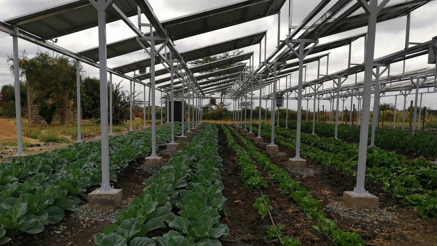 Why agrivoltaic technologies are a winning combination | by Enrique ...