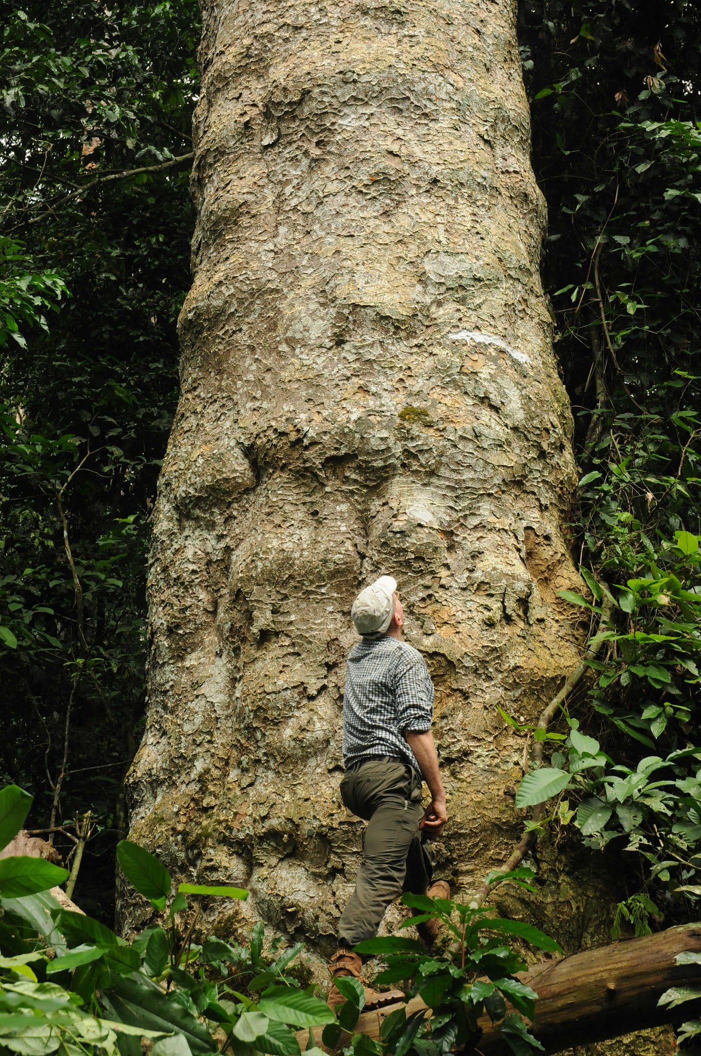 How many giants does the rainforest have? | The Environment
