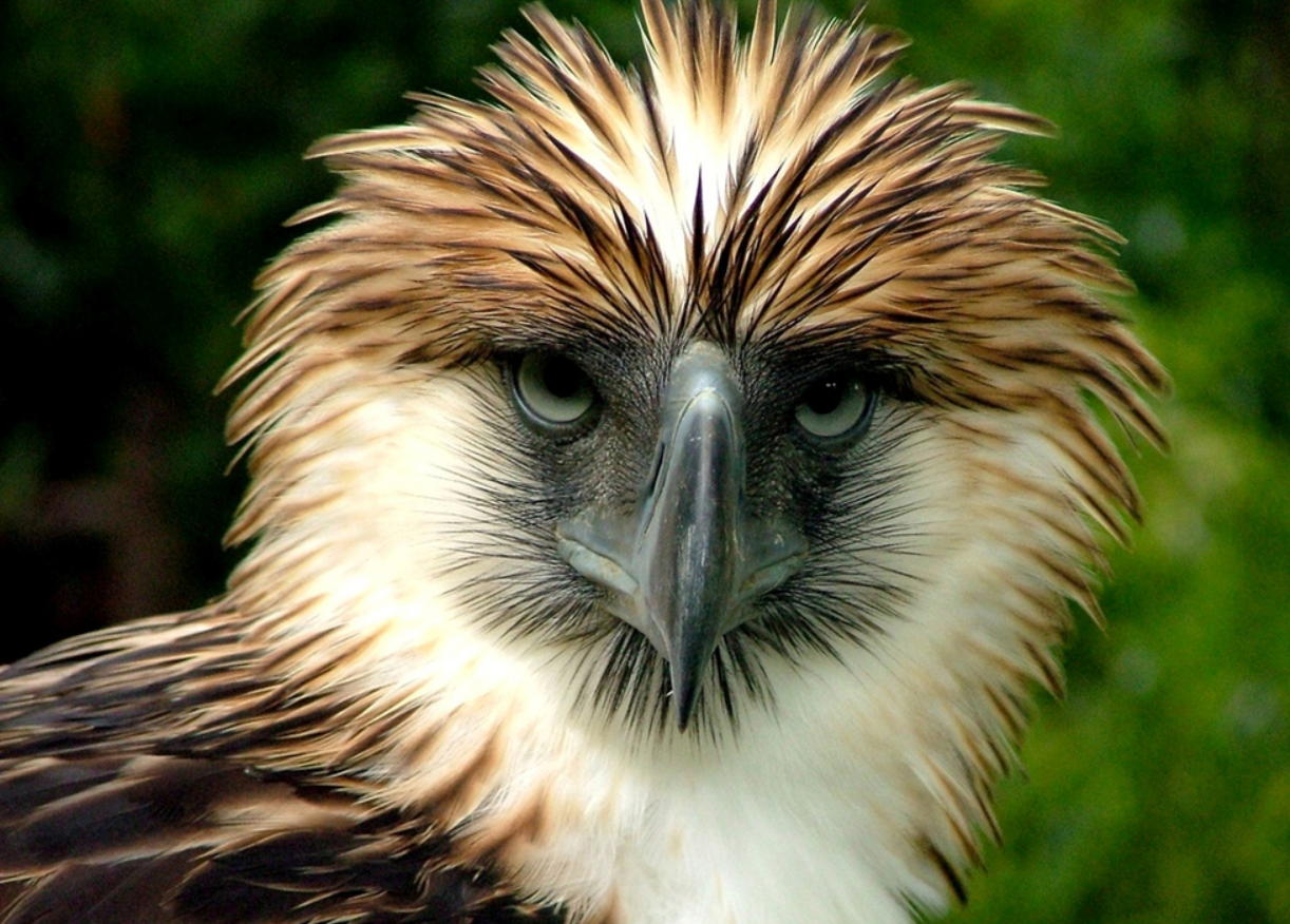 Finally the Black Panther, next up the Pinoy Eagle? | by Bio Rambler ...