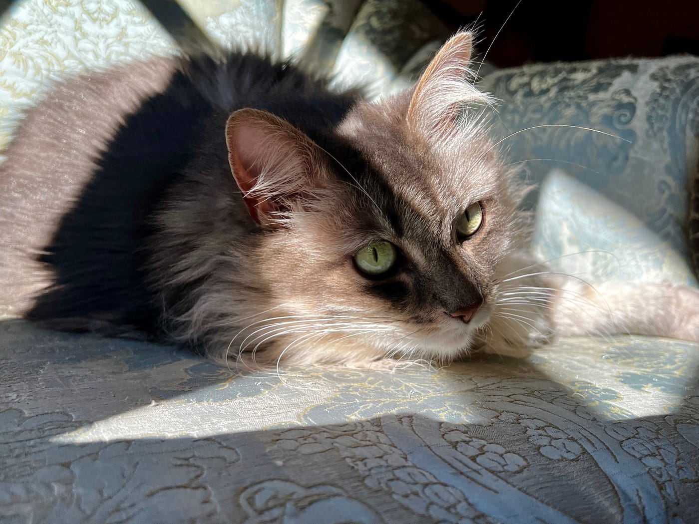 Miss Uma Zooma Angelwings. Yes, I am a glamour girl kitty | by Erika ...