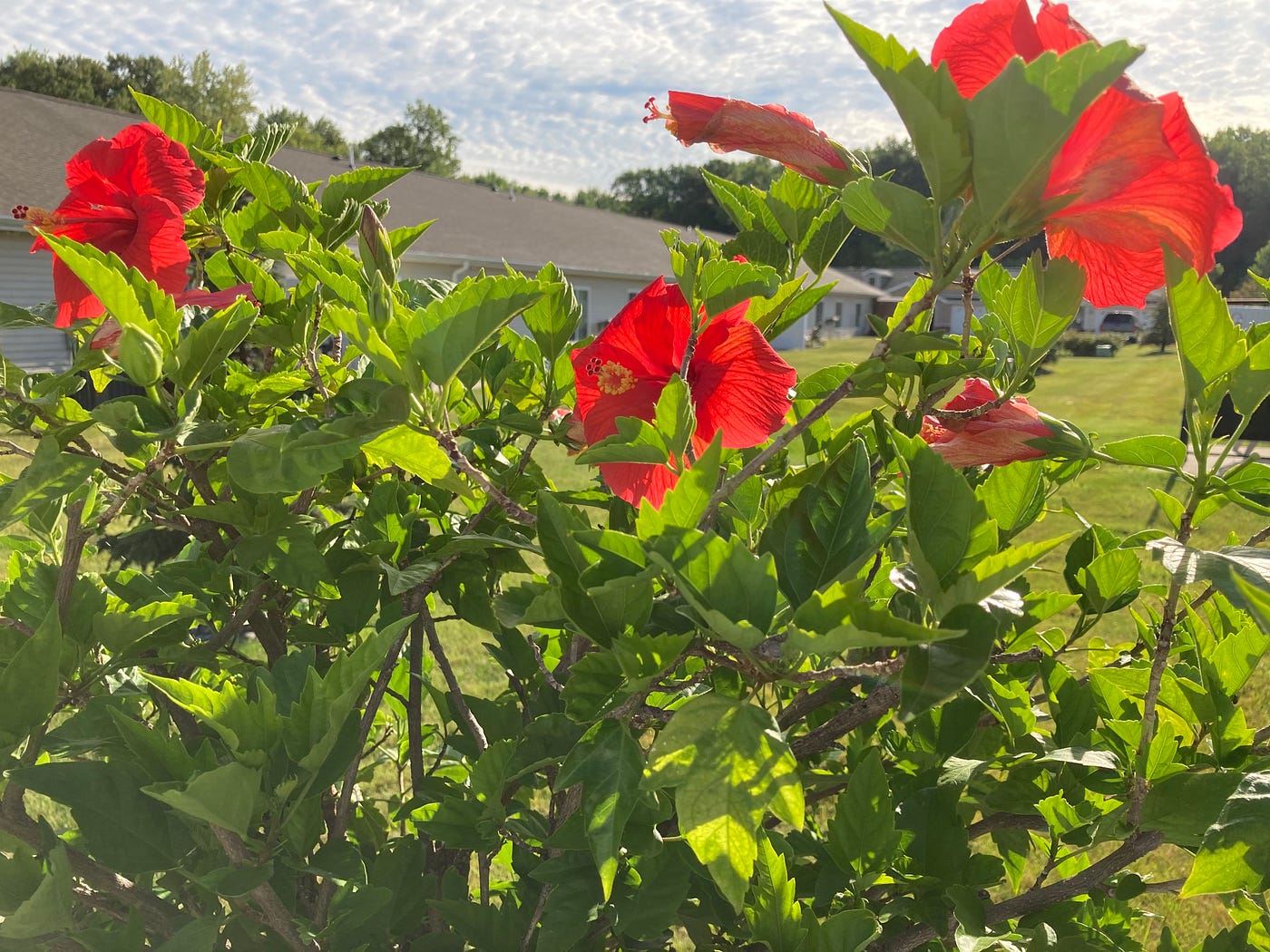 Plants Are People, Too!. Meet Biscuit, our pet hibiscus | by Elisabeth ...