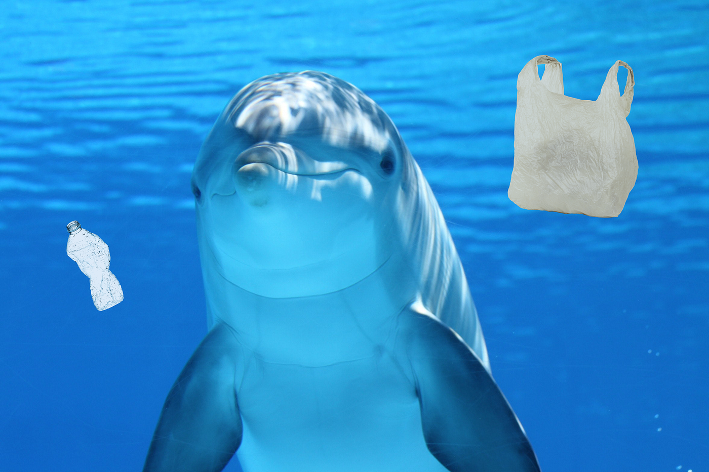 SeaWorld Places Plastic Bags In Containment Tanks To Simulate Dolphins ...