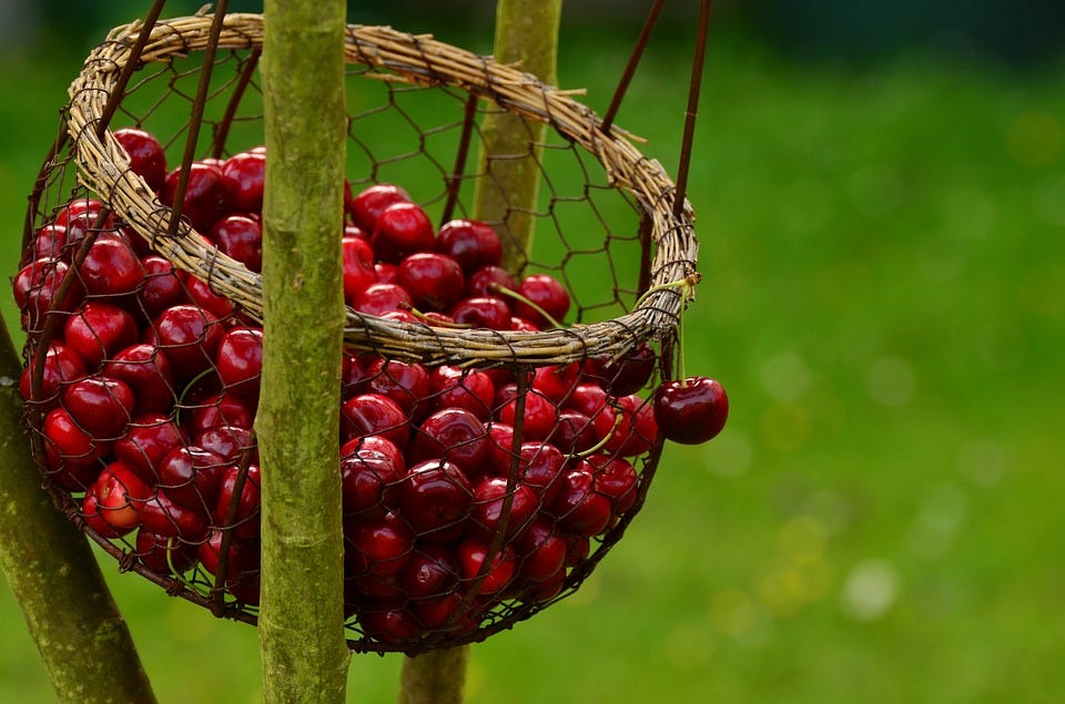 Appetizing Satisfying Cherries at South Africa’s Ficksburg Festival ...
