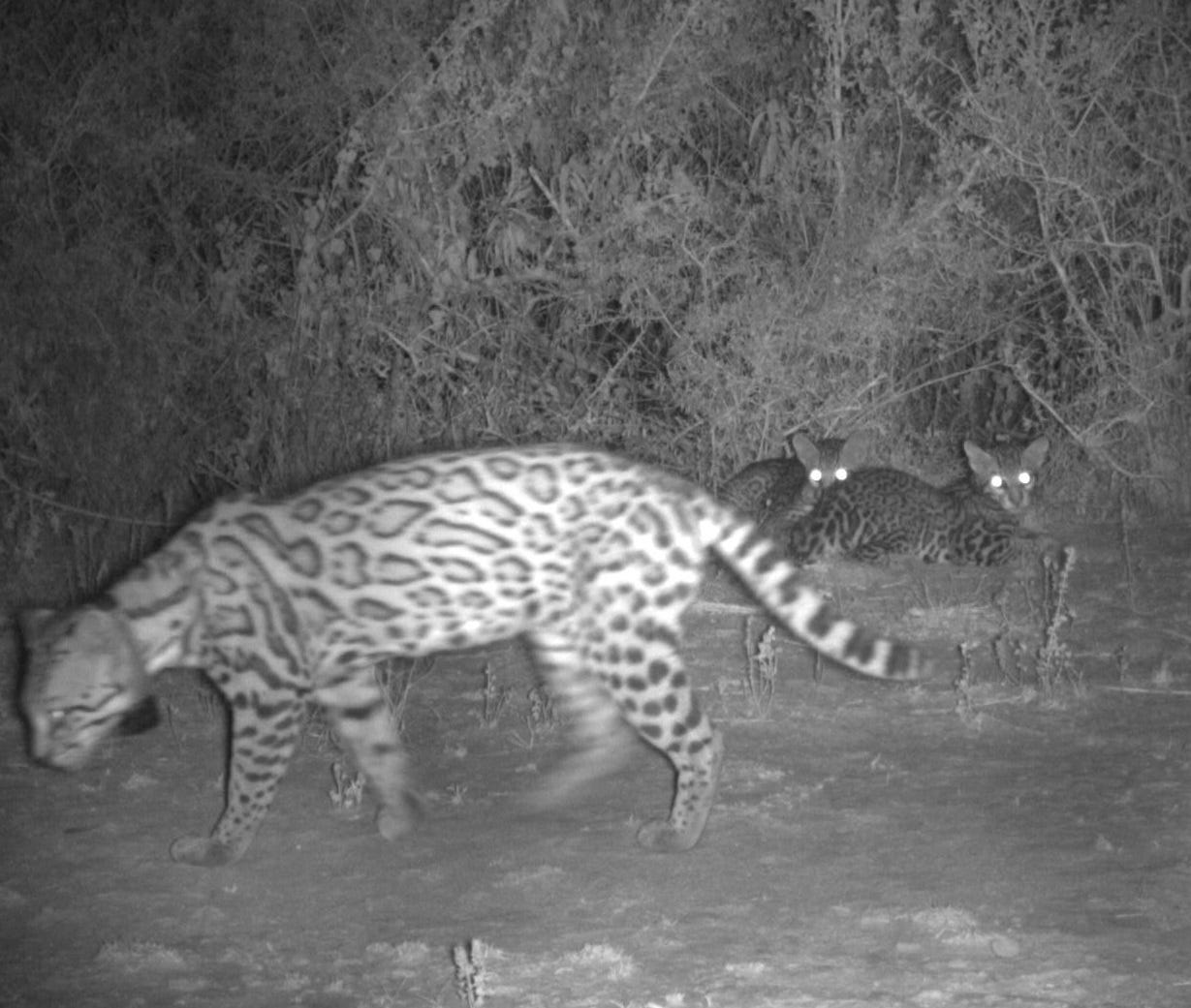 Do Ocelots Eat Humans