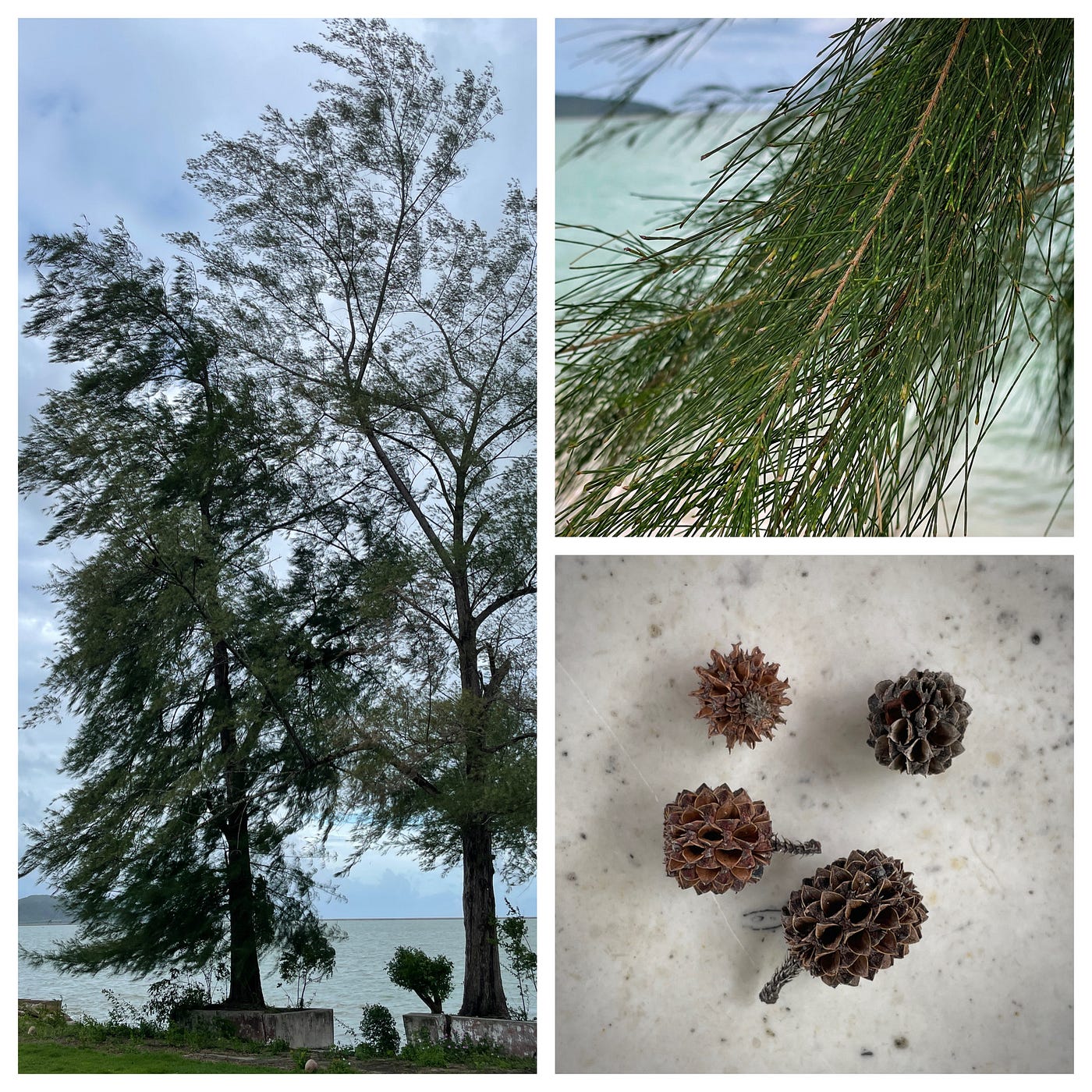 Casuarina Trees, My Favorites. Casuarina trees, a favorite of mine ...