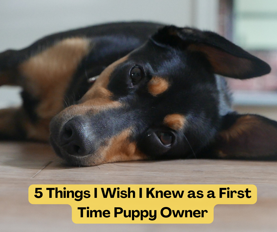 5 Things I Wish I Knew as a First Time Puppy Owner | by reLight ...