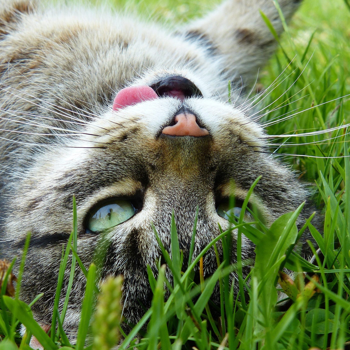 Grow a Green Treat for Your Cat. Catnip and cat grasses are easy to ...