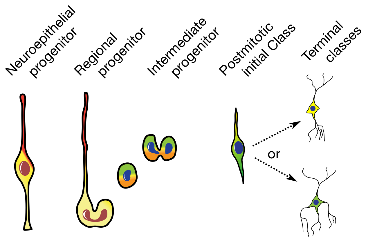 Notes on: The development and evolution of inhibitory neurons in ...