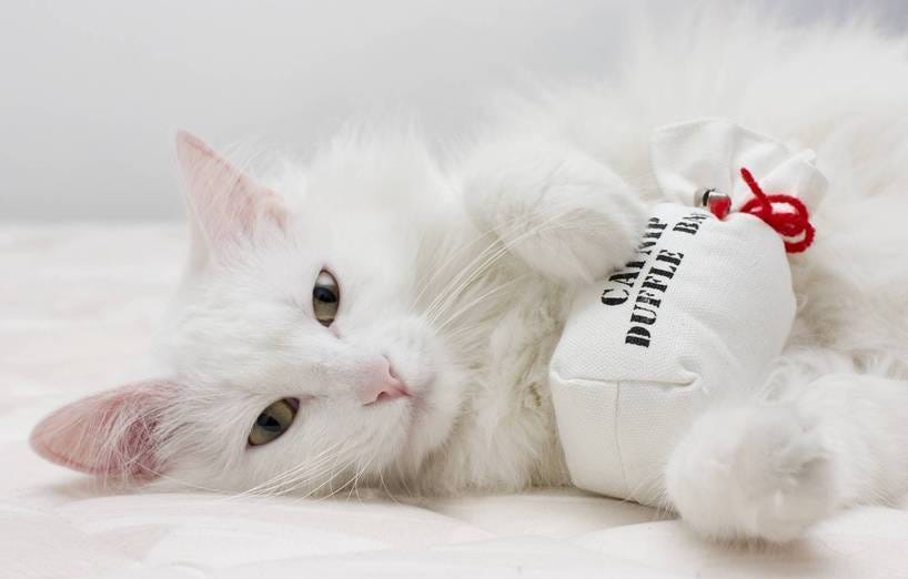 Cat Crack: Why Your Kitty Goes Cuckoo for Catnip | by DiDi | Medium